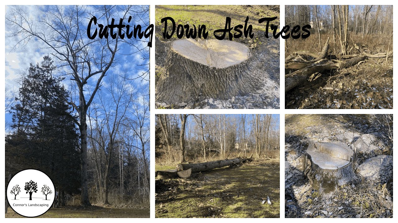 Cutting Down Ash Trees! | Connor's Landscaping - YouTube