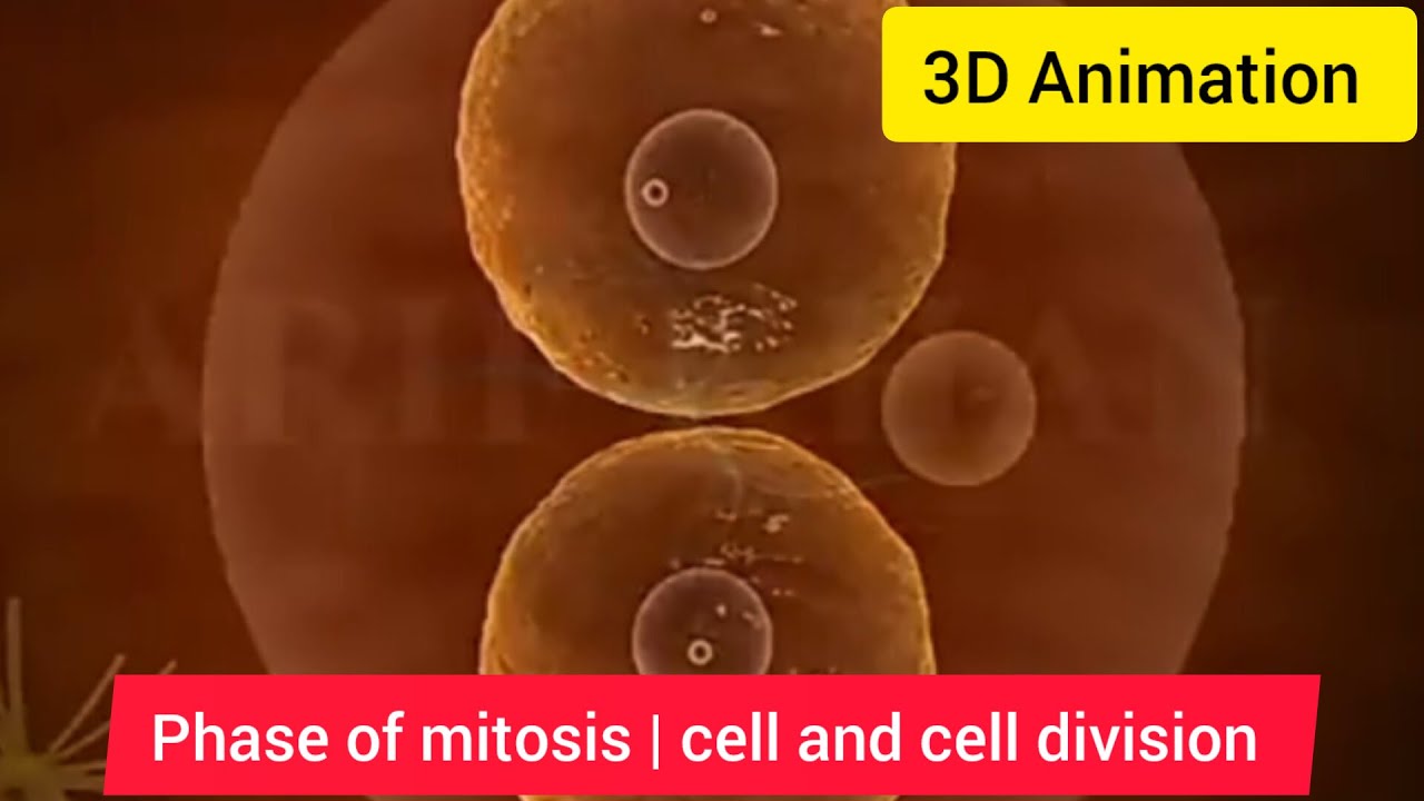 Phase of mitosis | Cell and cell division | 3D animation - YouTube