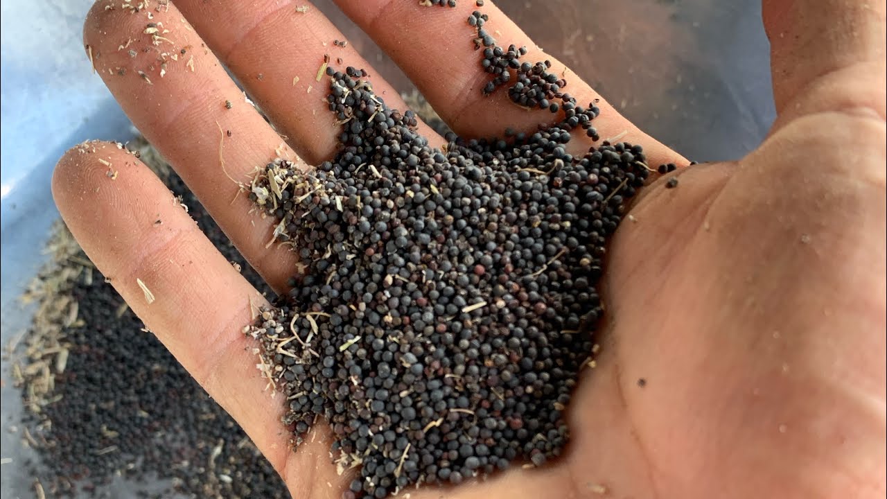 Saving kale/collard seed + other dry seed discussion - YouTube