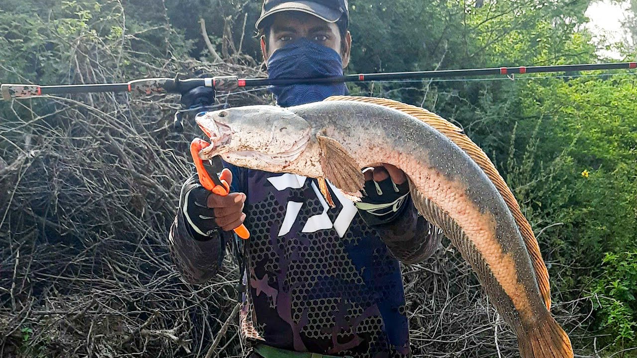 Snakehead fishing telangana/Samal fishhyderabad/snakehead fishing ...
