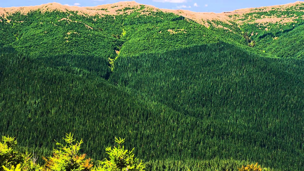 Te Rata Forest Gisborne - YouTube