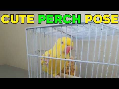 "Parrot perfection : A cute perch pose" yellow ringneck #indianringneck ...