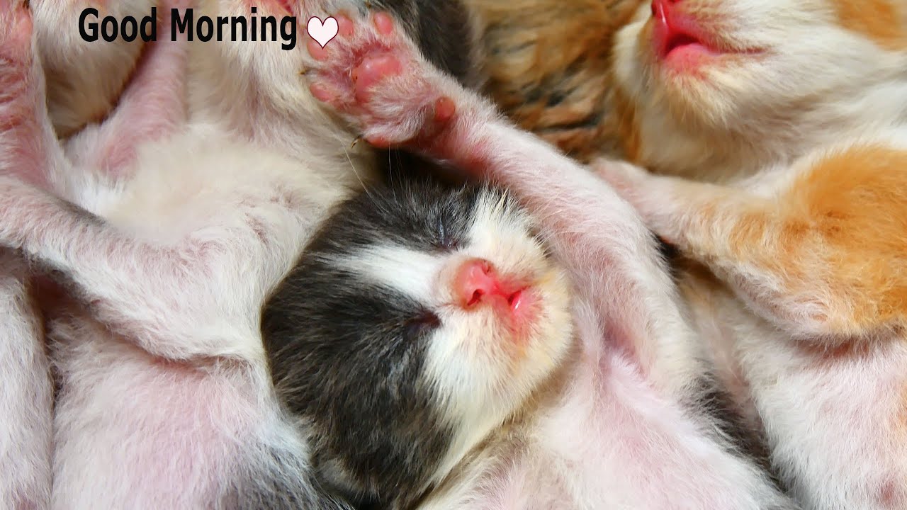 Love the way cute Persian kittens sleep😽🐈 __ Adorable Meow Meow videos ...