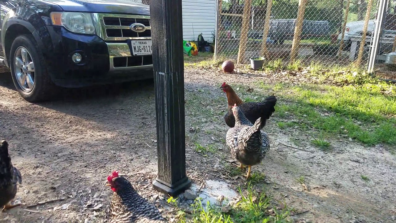 Herding the chickens with a stick - YouTube