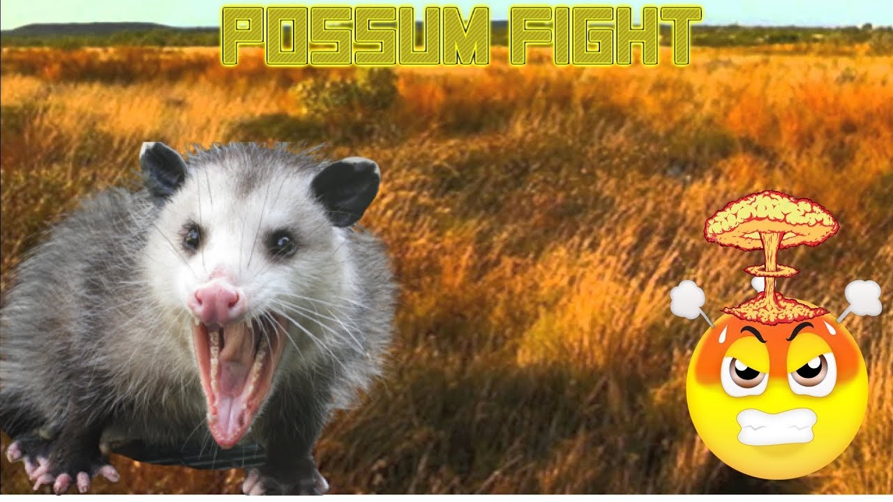 LIVE EVENTS: POSSUM FIGHT - YouTube