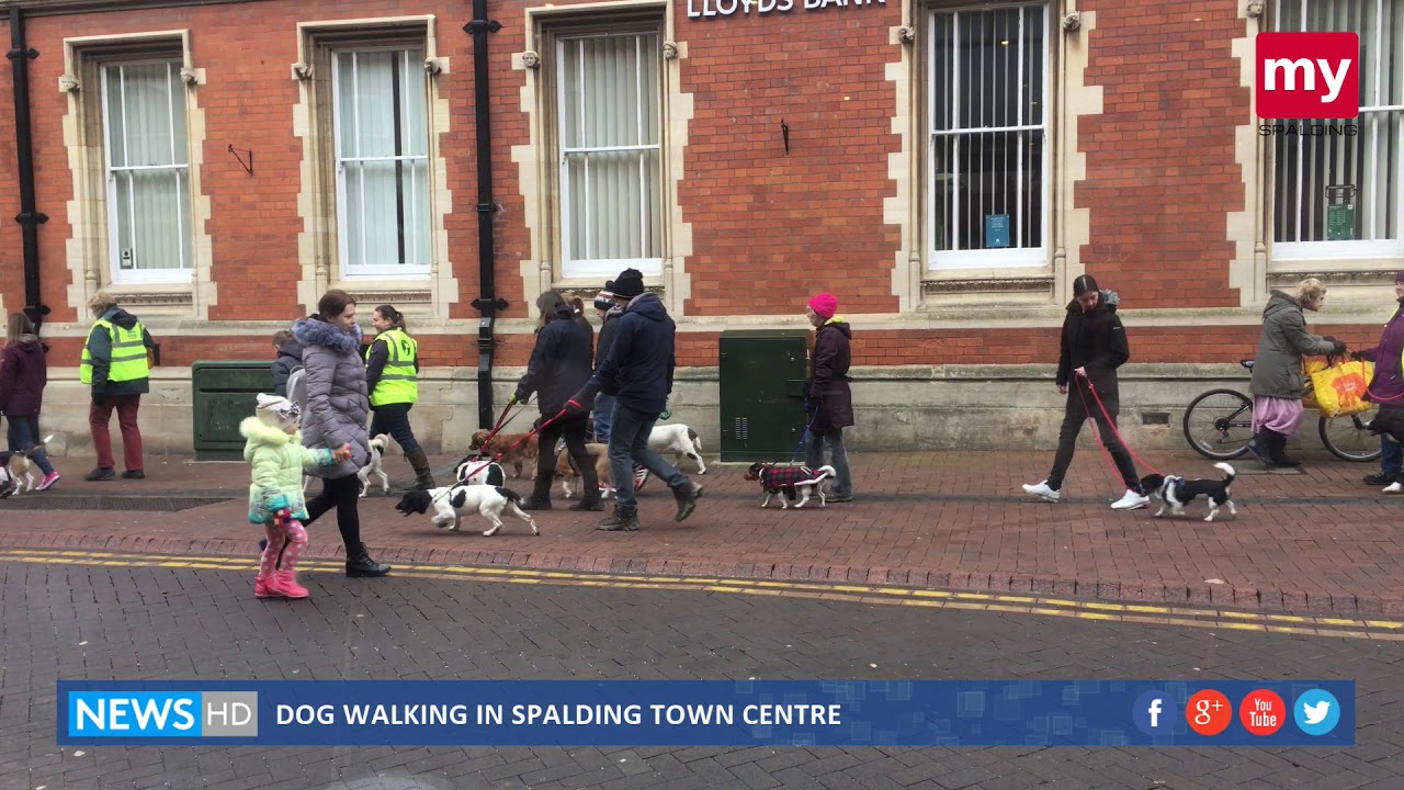 DOG WALKING IN SPALDING TOWN CENTRE - YouTube