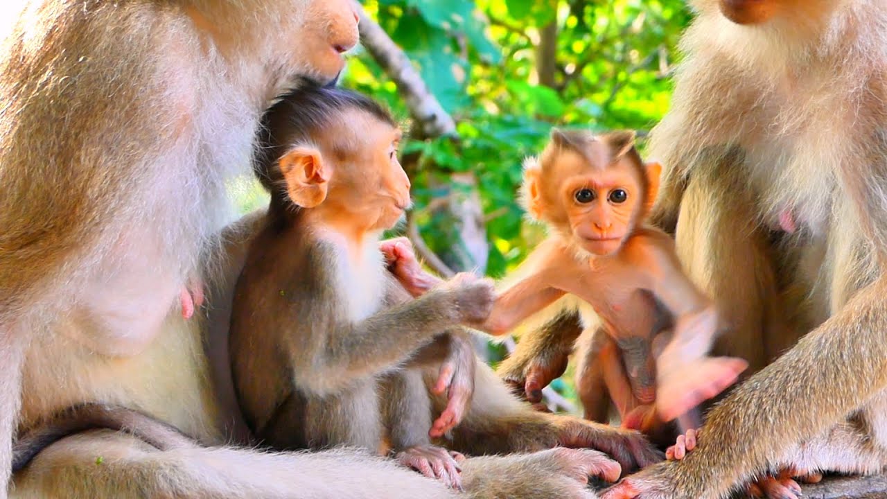 Baby monkey playing with sibling looking very happy. - YouTube