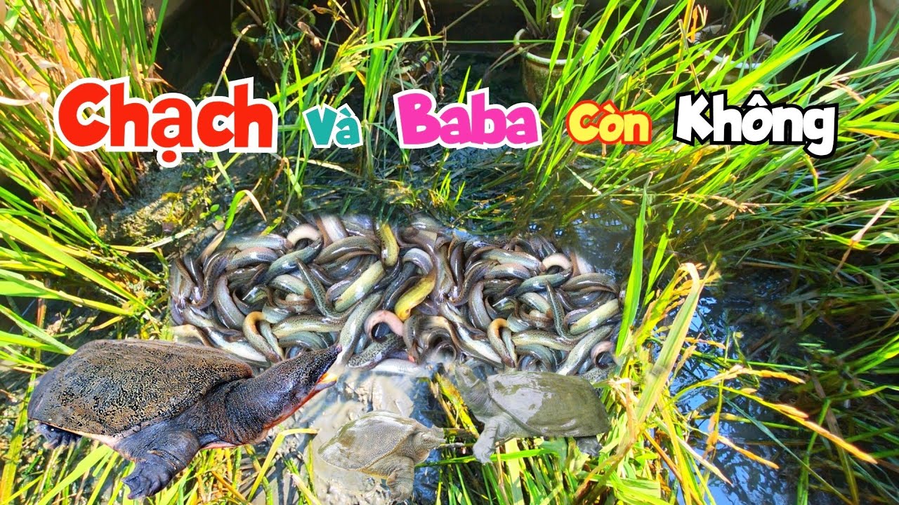 Trổ Cạn Bể Kiểm Tra Baba Và Trạch Sau Lụt Còn Không - Cứu Được Rùa To ...