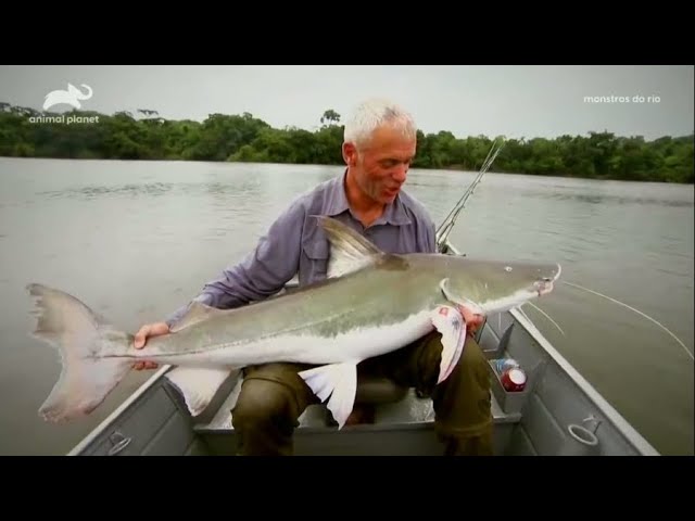 Monstros De Peixes Do Rio Amazonas