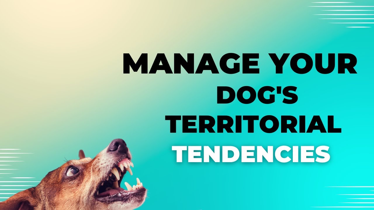Tame Your Dogs Territorial Behaviour - YouTube