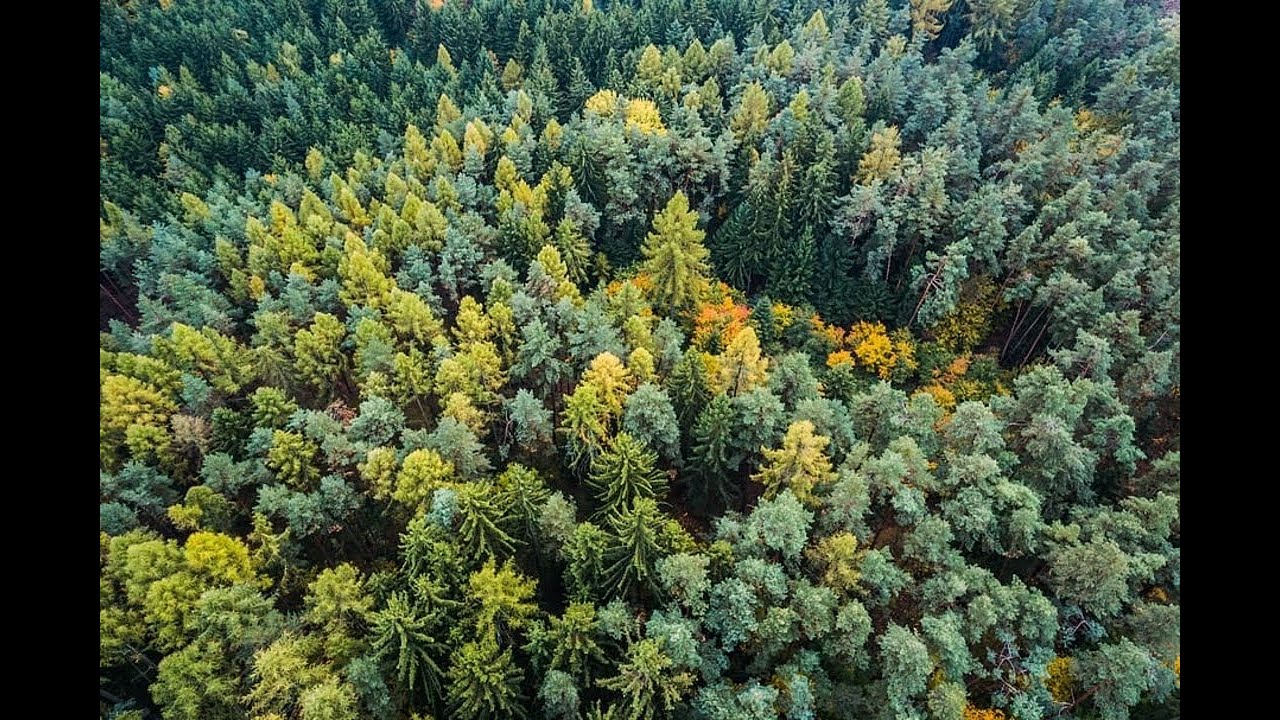 EarthBound - Episode 3 - WHICH TREE?!?! - YouTube