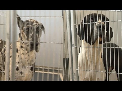 Cumberland County woman critically injured after Great Danes attack ...