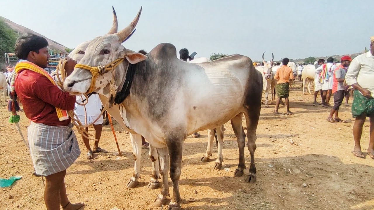 Big size desiya Cattiles videos // Desiya Cattiles videos - YouTube