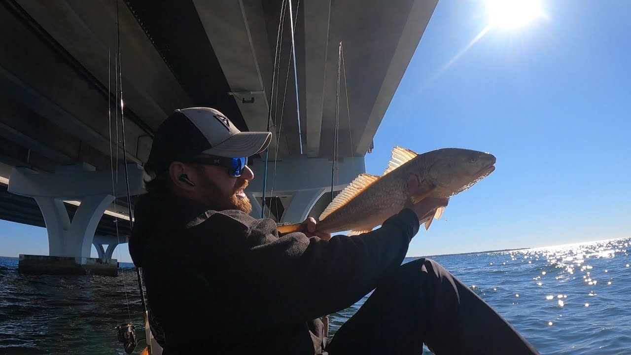 These fish DEVOURED live shrimp under this FLORIDA bridge!!!!! - YouTube