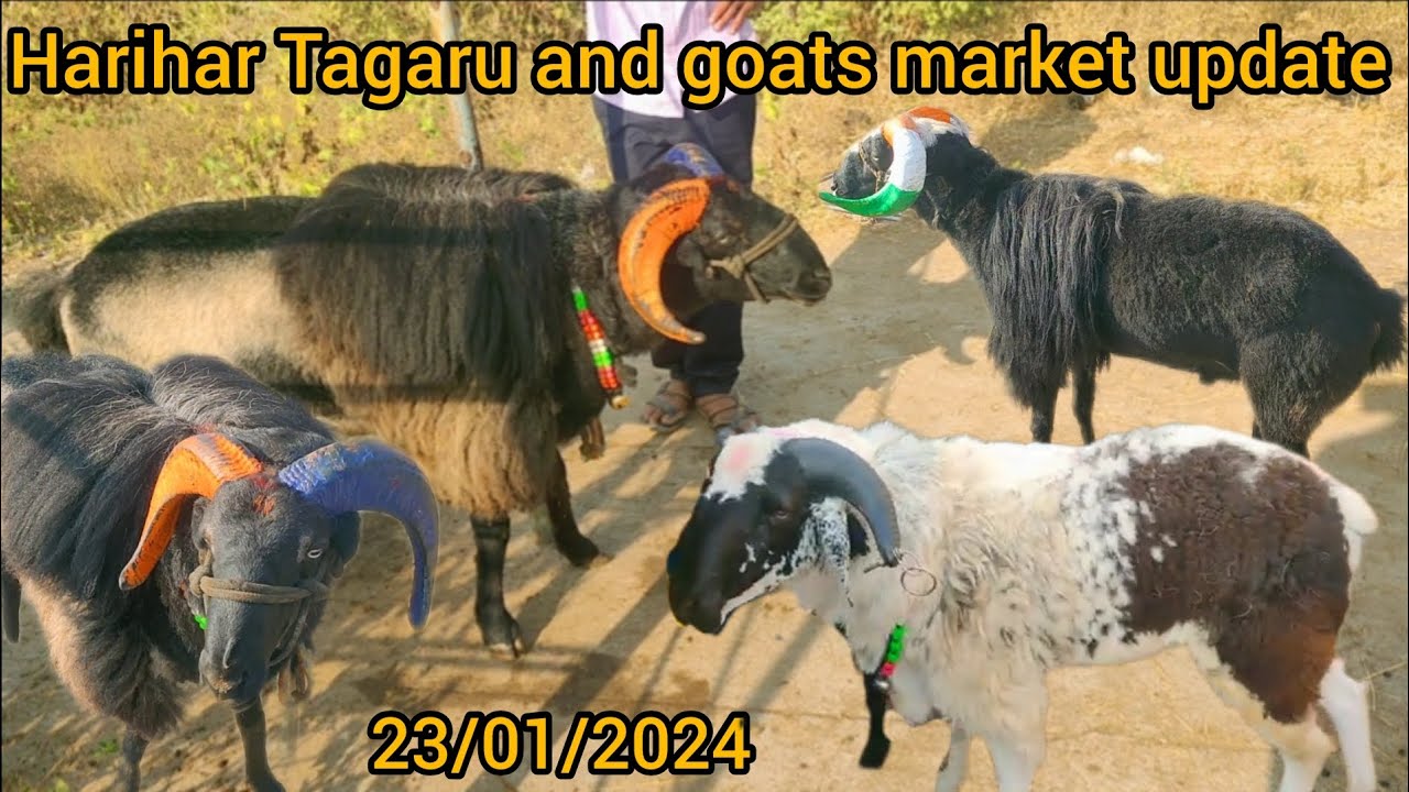 Harihar Tagaru and goats market update | Every Tuesday morning bazar ...