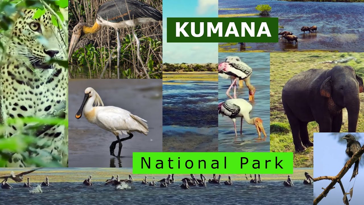 Kumana National Park