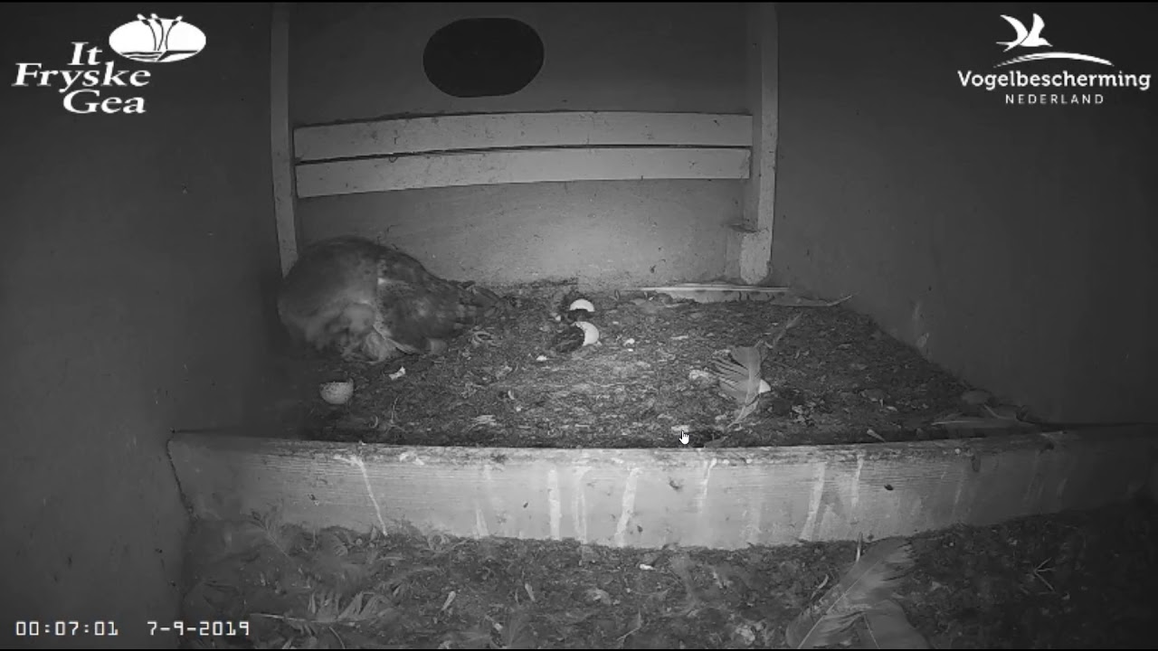 Kerkuil It Fryske Gea 2019 09 06 23 58 verse muis voeren - YouTube