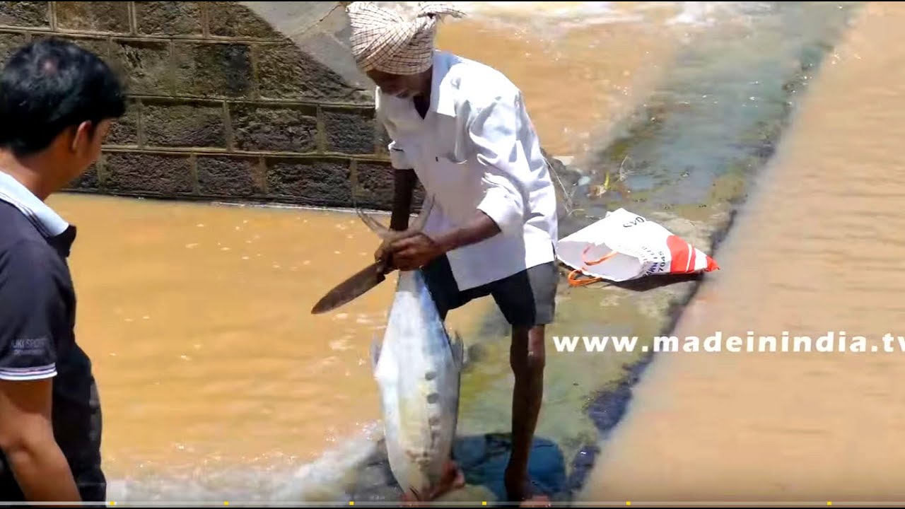 COOKING A BIG SINGLE FISH CURYY IN VILLAGE | FRESH FISH RECIPE COOKED ...