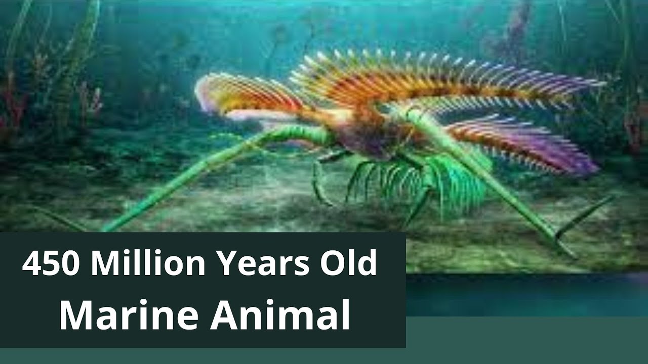 First Soft-Bodied Arthropod Tomlinsonus dimitrii | Research by ...