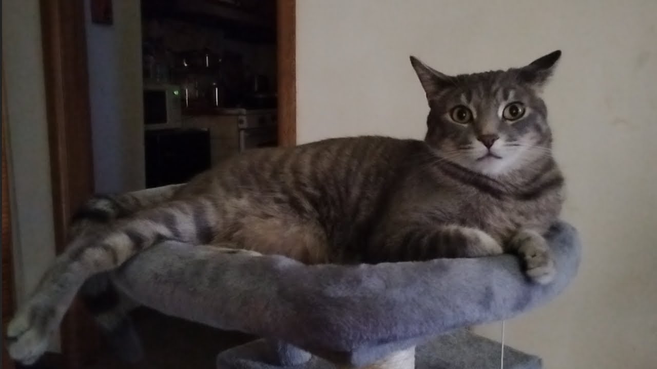 Cat Hears Unusual Noise - YouTube