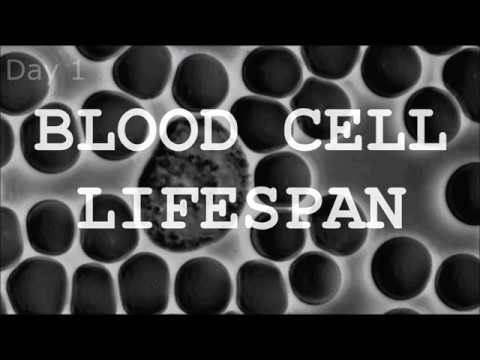 How long can fresh blood survive on a microscope slide? Blood cell ...