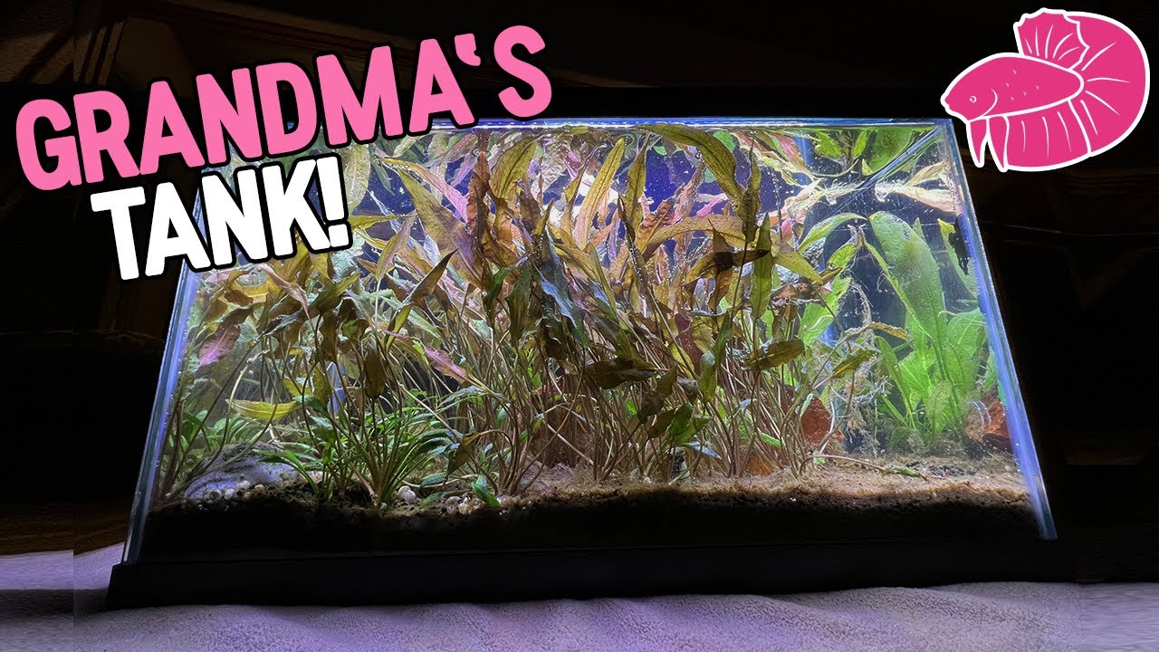 UPDATE on the most popular planted tank I've ever made - YouTube