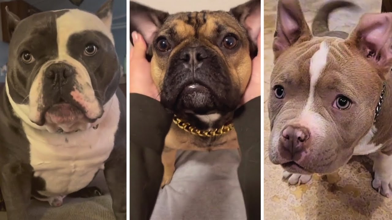 Pawsitively Adorable ~ Cute Dogs Compilation 🐾 ️ - YouTube