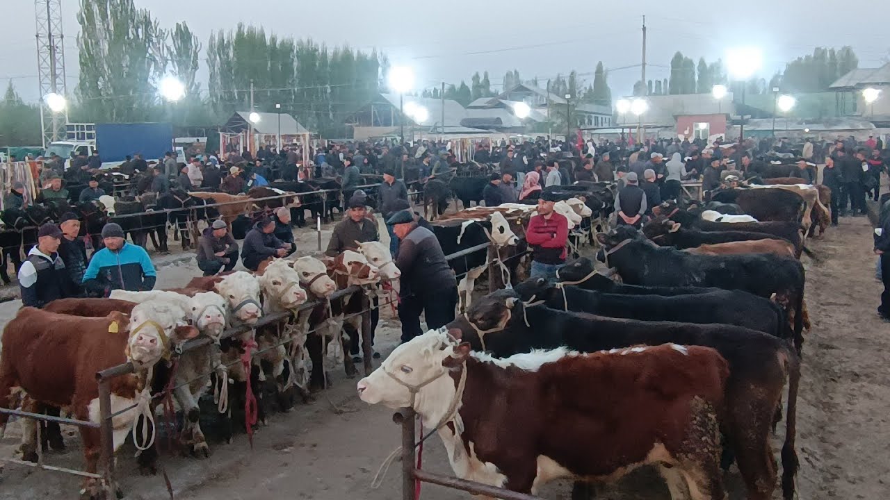 ANDIJON IZBOSKAN CHUVAMA MOL BOZORI BOQMA KGLIK BUQALAR NARXLARI 02.04. ...