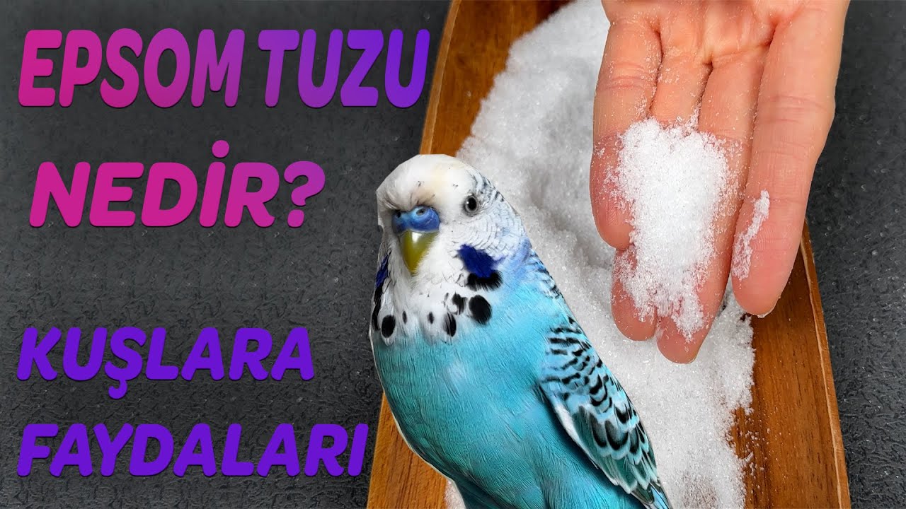 Epsom Tuzu (Magnezyum Sülfat ) Nedir ? Kuşlara faydaları? - YouTube
