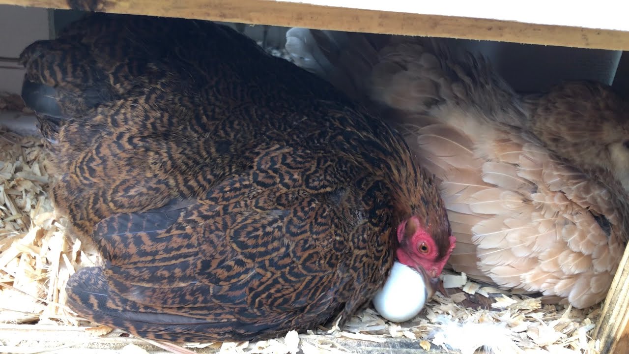 Cochin Bantams hatch their own chicks - YouTube
