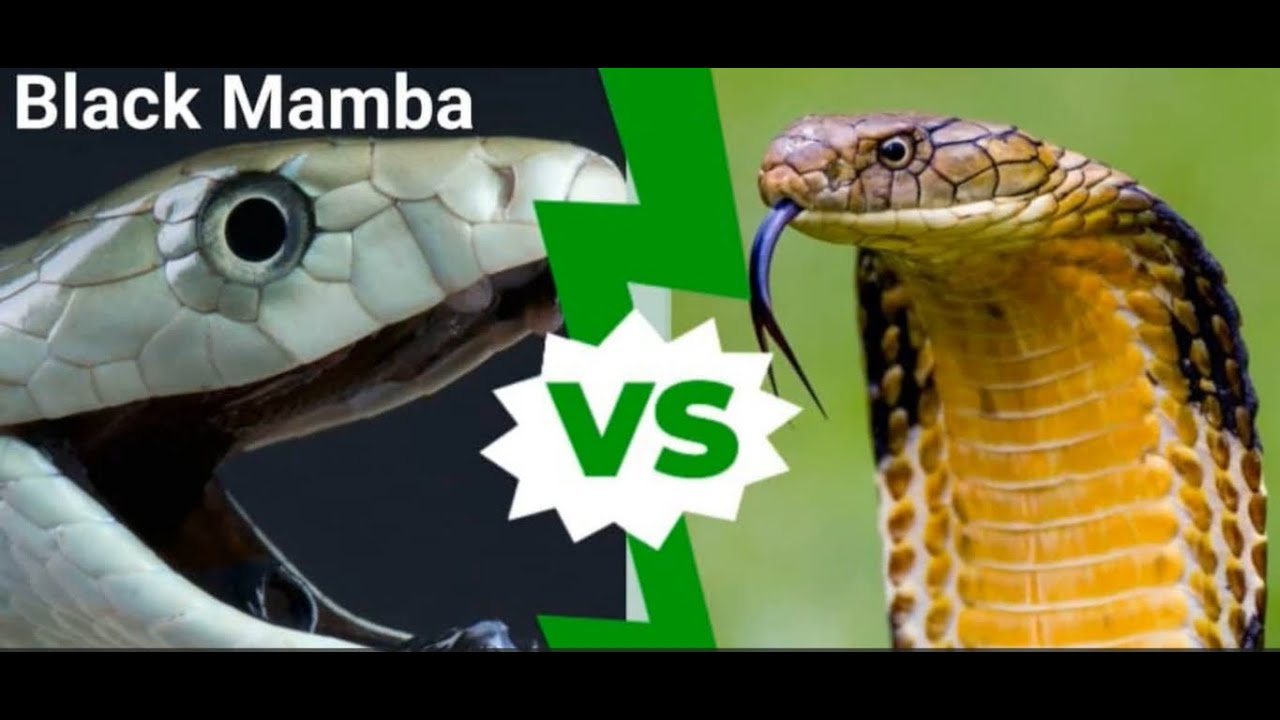 Black Mamba vs King Cobra - Anatomy, Behavior, and Deadly Encounters ...