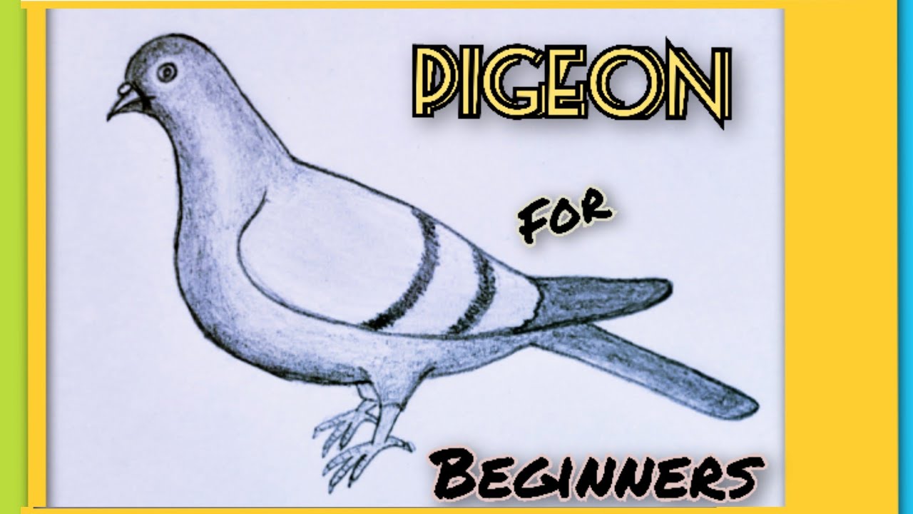 Pigeon drawing || How to draw pigeon || - YouTube