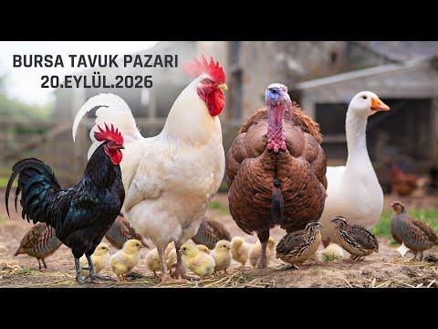Bursa Tavuk Pazarında Zam Yok!!!12.EYLÜL.2026