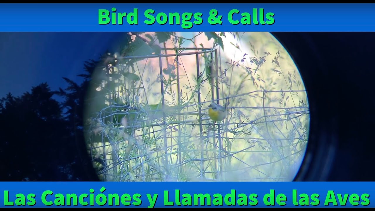 Bird Language: Types of Songs & Calls with Improv Interpretations - YouTube