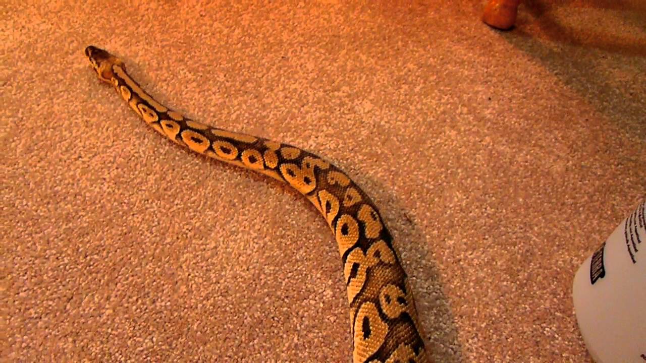 Super pastel ball python - YouTube