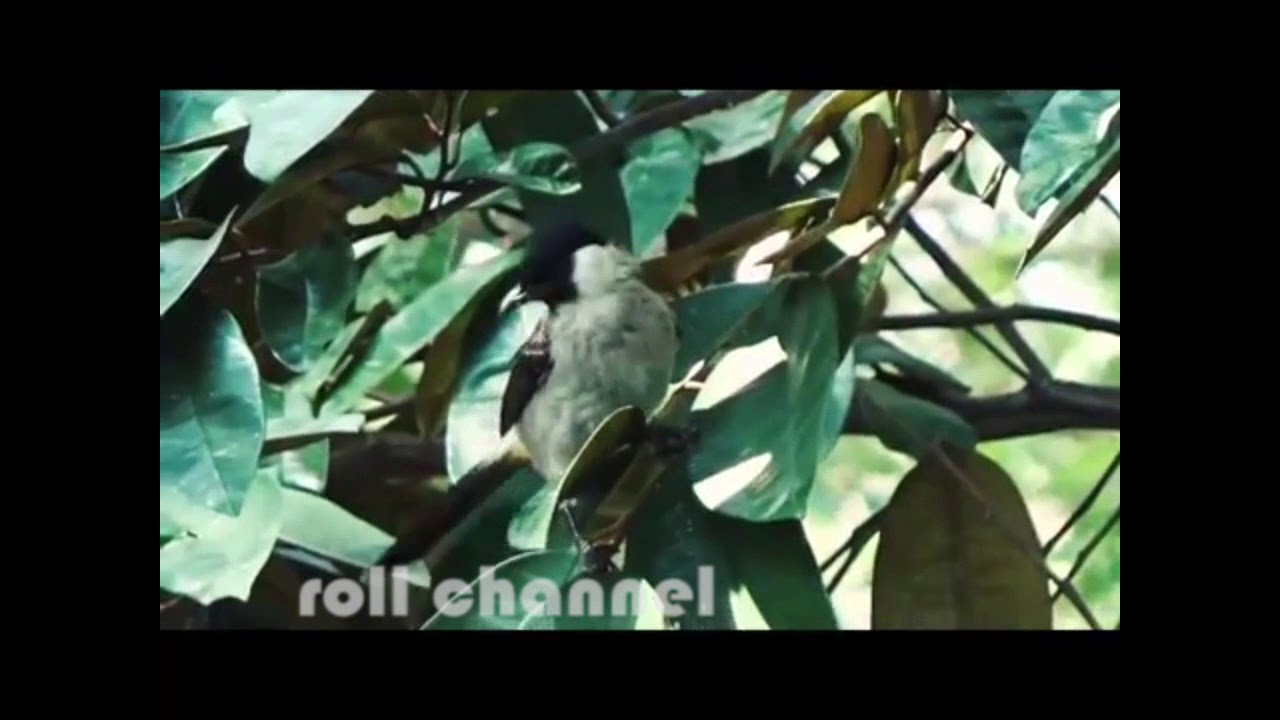 Slow Motion Burung Terbang - YouTube