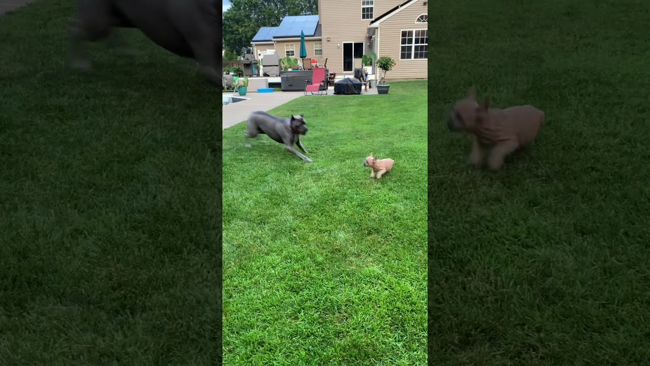 Frenchie and Cane Corso Play Outside - YouTube