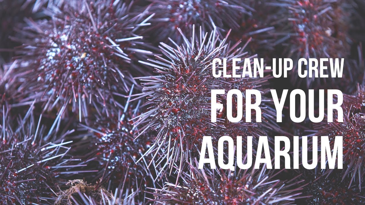 Clean-Up Crew for Your Saltwater Aquarium! - YouTube