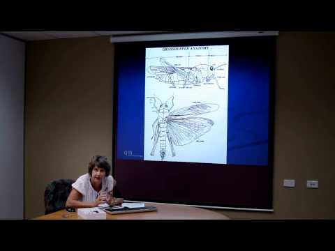 What Is An Expert On Insects Called