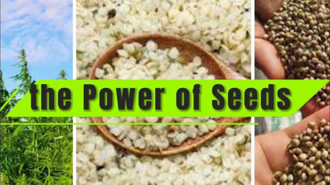 the Power of Seeds - YouTube