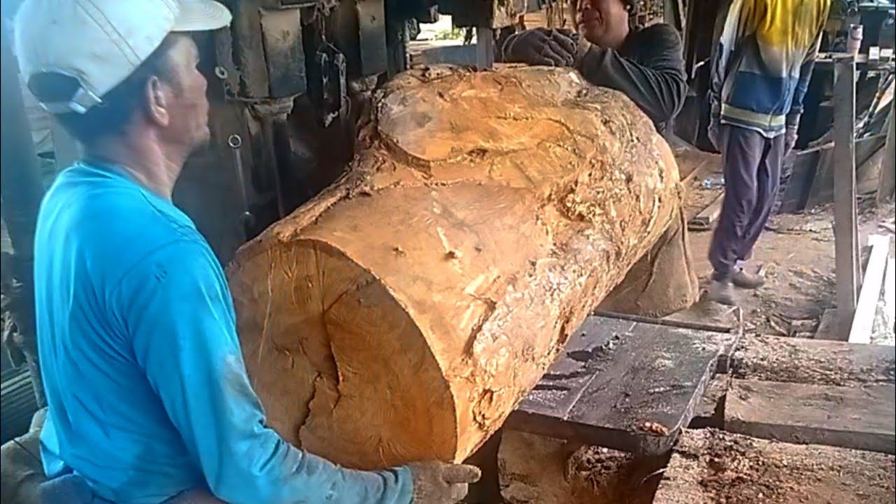Kayu Medang bikin badan jadi gatal-gatal - YouTube