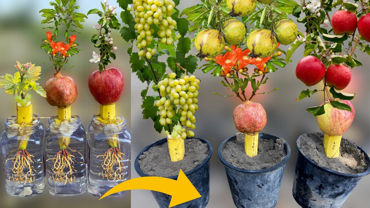 How To Grow Grapes From Grapes Apple Tree From Apple And Pomegranate ...