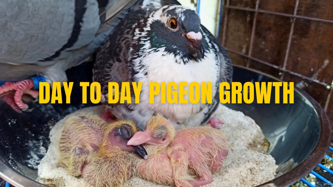 Day 1 to day 30 pigeon life - YouTube
