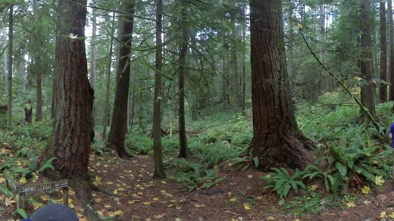 Short walk at Trail of the Giants, Pack Forest Washington - YouTube