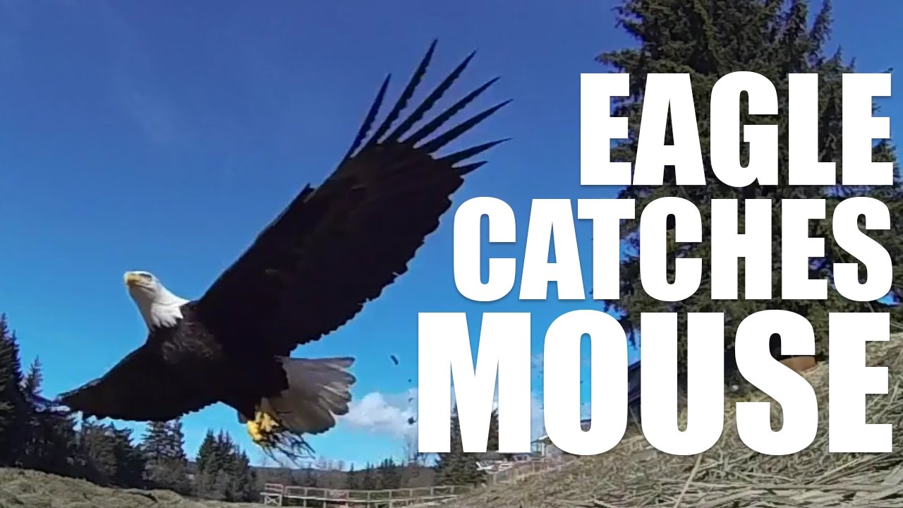 EAGLE CATCHING MOUSE!!! - YouTube