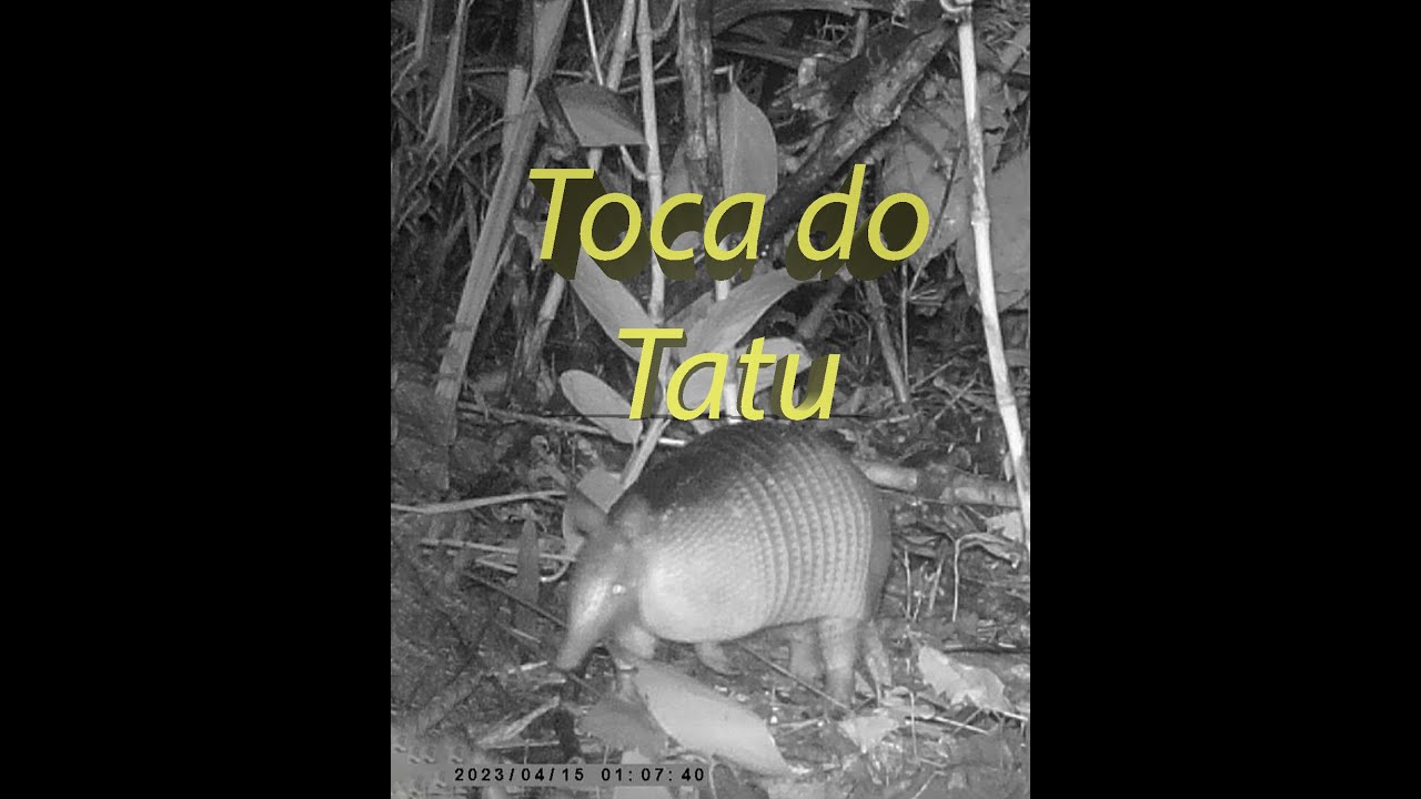 Toca do Tatu. - YouTube