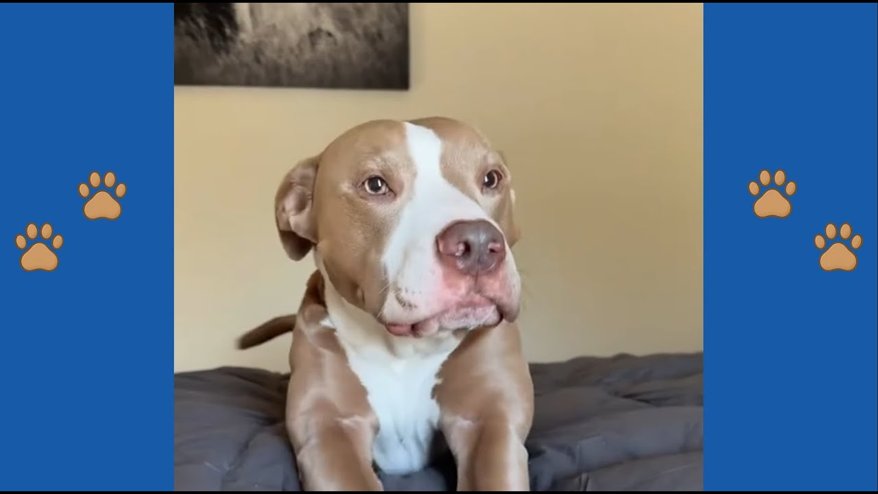 180 Pound Pitbull Rescue SHOCKING Reaction Will Leave You SPEECHLESS ...