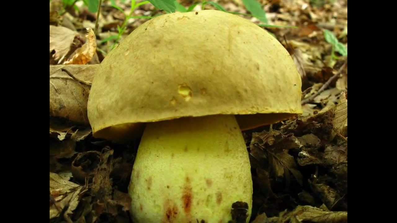 Hřib plavý - Boletus impolitus - YouTube