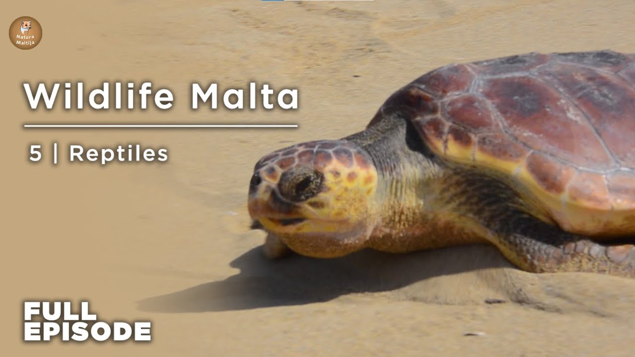5 Full Episode | Reptiles | Natura Maltija | Wildlife Malta (Season 2 ...