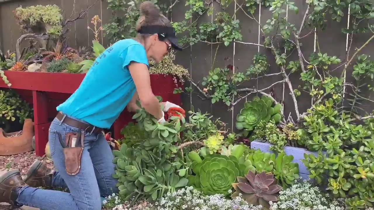 Master Gardeners Succulent Tips - YouTube